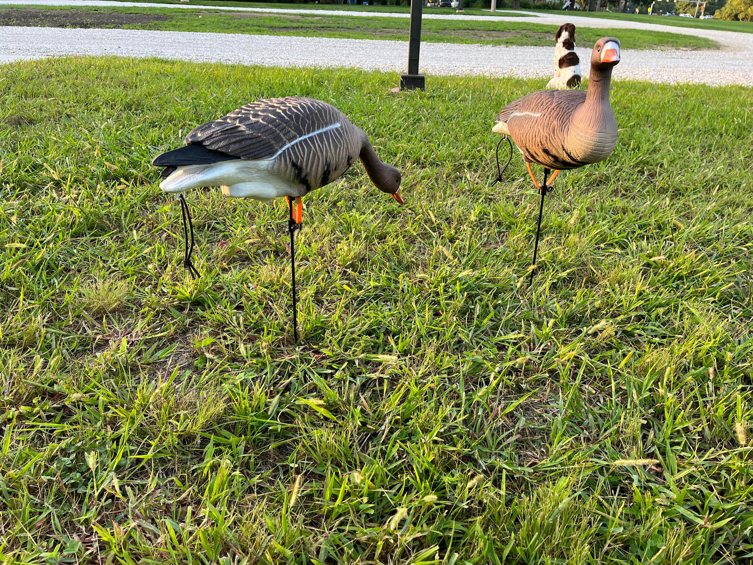 Full Body Specklebelly Goose Decoys "PE Plastic" "Per 6-Pack"