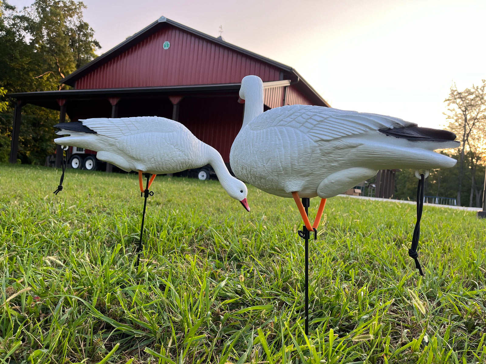 Full Body Snow Goose Decoys "PE Plastic"