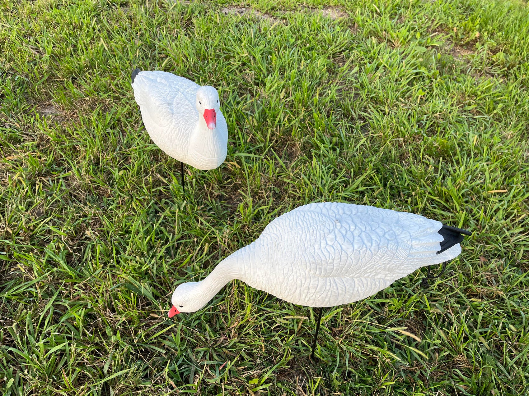 Full Body Snow Goose Decoys "PE Plastic"