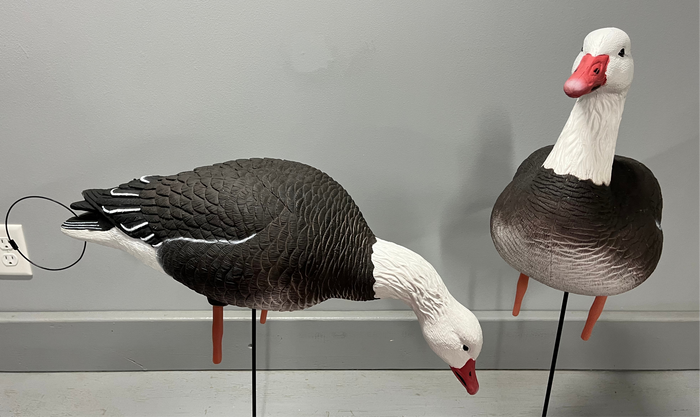 Full Body Blue Goose Decoys "PE Plastic" (hard body) - "Per 6-Pack"