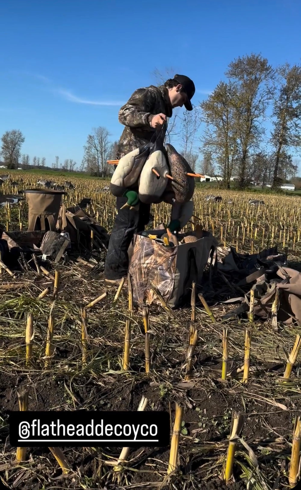 Full Body Field Mallard Duck Decoys “PE Plastic” (hard body) FLOCKED H