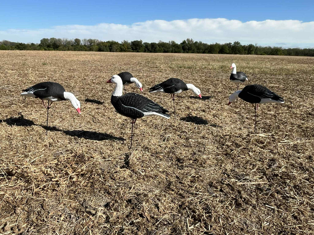 Full Body Blue Goose Decoys "EVA Plastic" (flexible body) - "Per Dozen