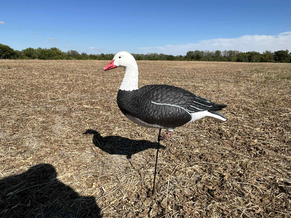 Full Body Blue Goose Decoys "EVA Plastic" (flexible body) - "Per Dozen