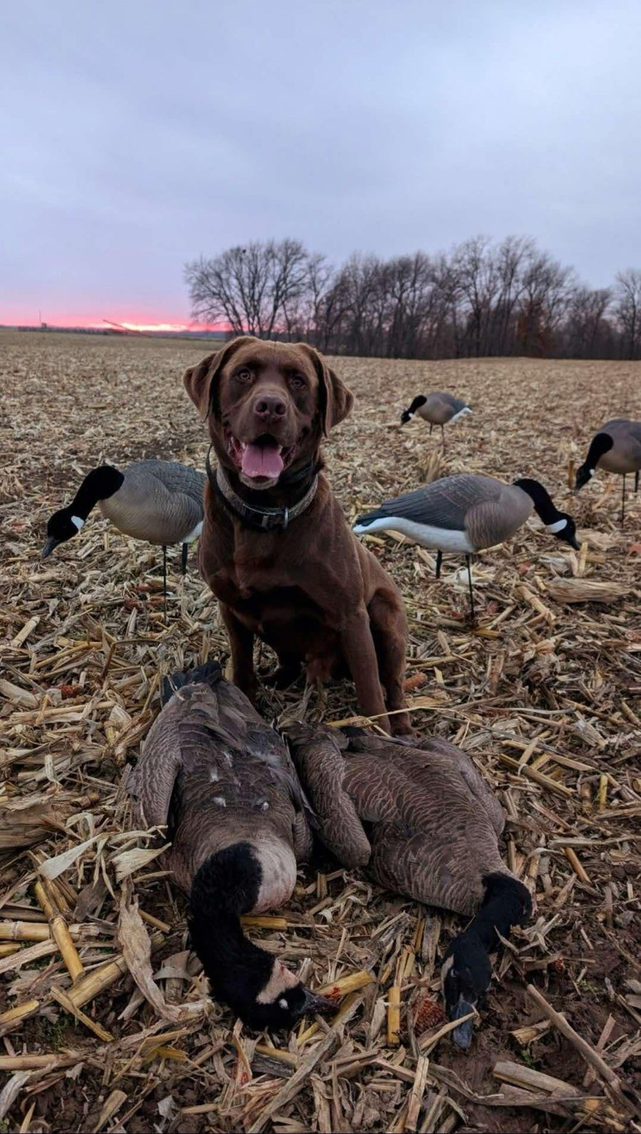 Full Body "Magnum" Canada Goose Decoys "PE Plastic" with Flocked Heads