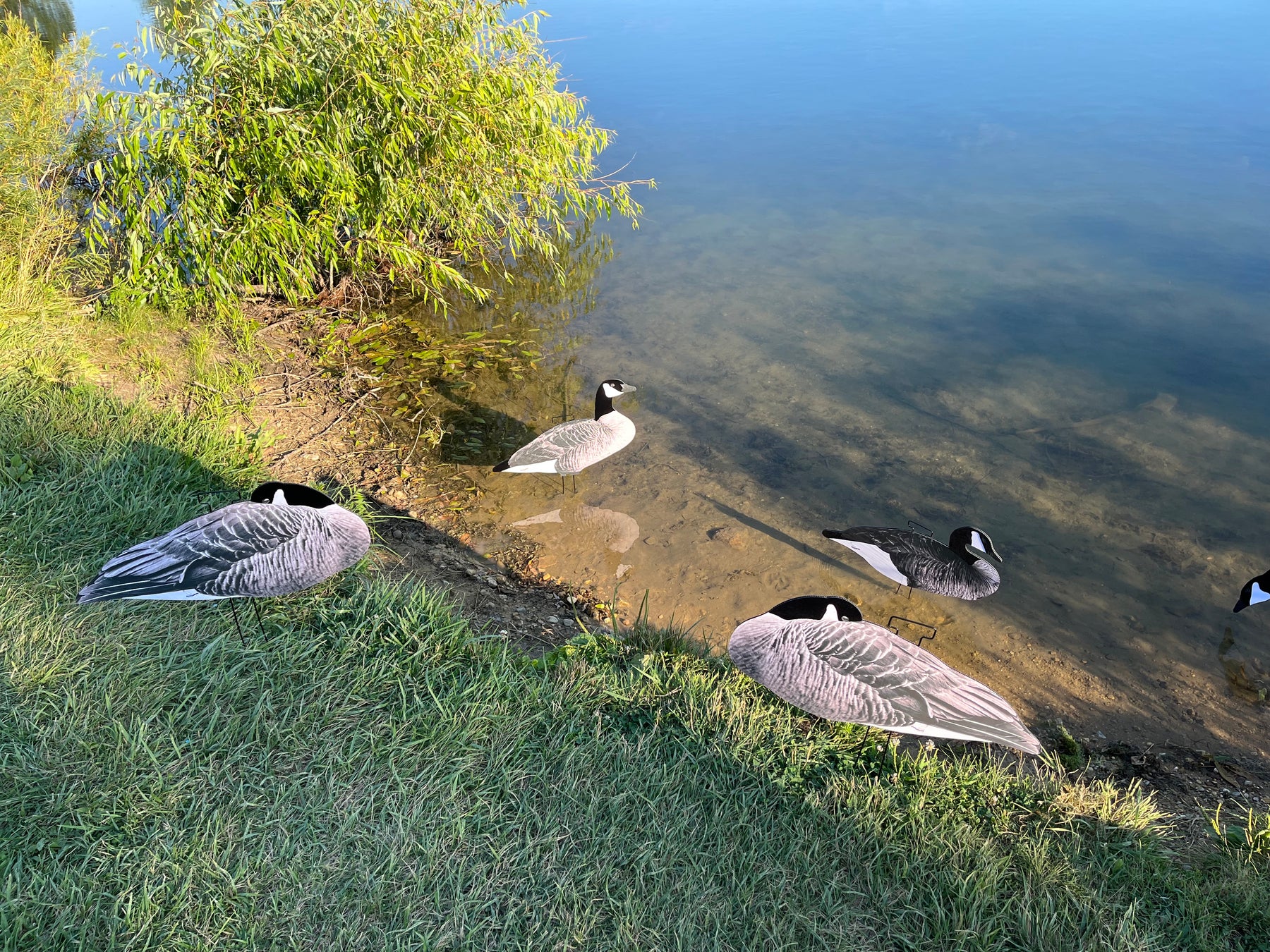 Canada Goose Silhouette Decoys w/Flocked Head and Tail "PER DOZEN"