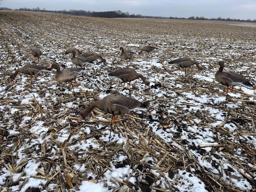Full Body Specklebelly Goose Decoys "EVA Plastic" - "Per Dozen"